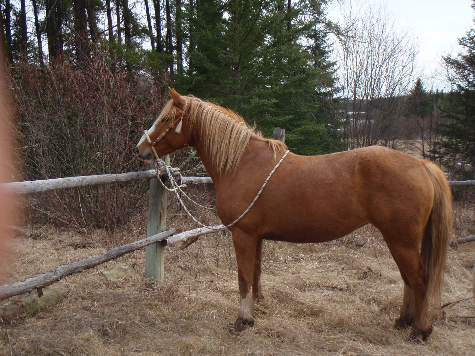 ALBERTA MUSTANGS – Whispered Dreams Ranch