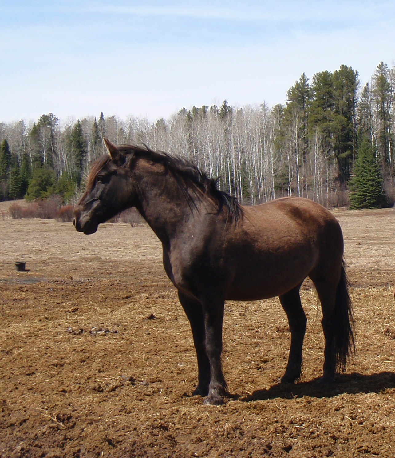 CANADIAN HORSES – Whispered Dreams Ranch